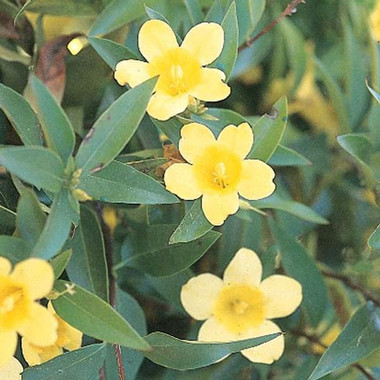 Gelsemium sempervirens shipped from Grower to your door