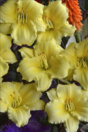 Daylily 'Stella Supreme' shipped from Grower to your door