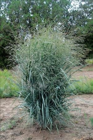 Panicum 'Blue Fountain' shipped from Grower to your door
