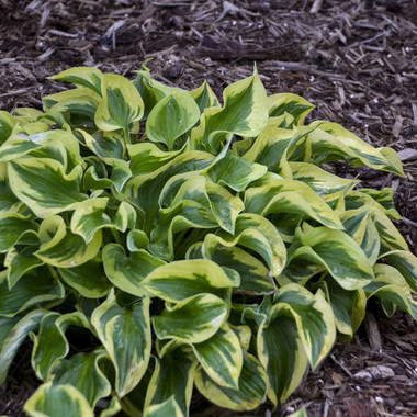 Hosta 'Wrinkle in Time'shipped from Grower to your door