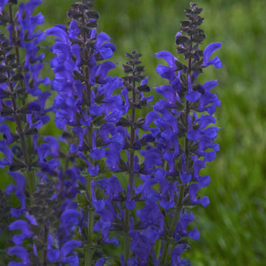 Salvia Midnight Modelshipped from Grower to your door