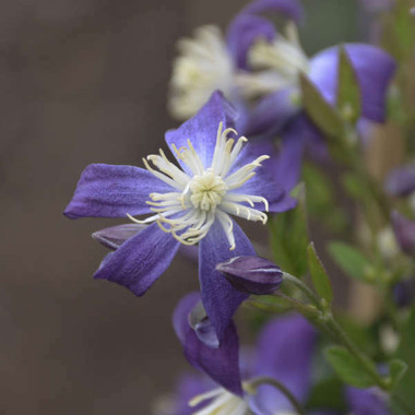 Clematis 'Violet Stardust'shipped from Grower to your door