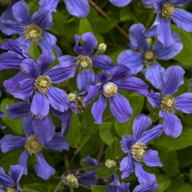 Clematis r. SERIOUS BLACK TM shipped from Grower to your door