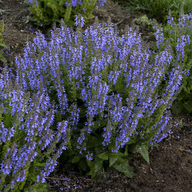 Salvia Tidal Pool shipped from Grower to your door