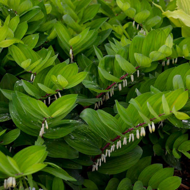 Polygonatum Ruby Slippers shipped from Grower to your door