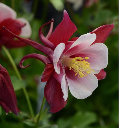 Aquilegia 'Earlybird Red Yellow'shipped from Grower to your door