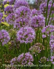 Allium 'Millenium' shipped from Grower to your door