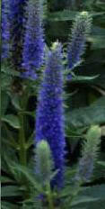 Veronica spicata 'Royal Candles' shipped from Grower to your door