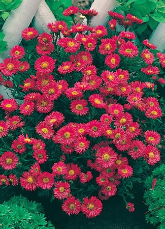 Aster novi-belgii 'Alert' shipped from Grower to your door