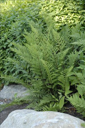 Athyrium a. rubellum 'Lady in Red' shipped from Grower to your door