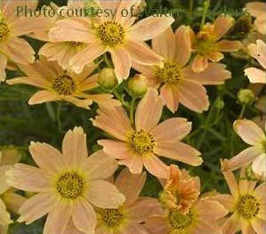 Coreopsis 'Sienna Sunset' shipped from Grower to your door