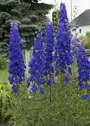 Delphinium elatum 'Pagan Purples' | Perennial Plant Sale | Bloomin ...