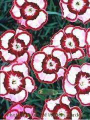 Dianthus Raspberry Swirl shipped from Grower to your door