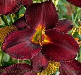 Daylily RASPBERRY SUEDE shipped from Grower to your door