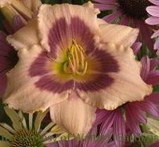 Daylily WINEBERRY CANDY shipped from Grower to your door