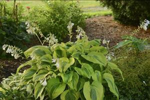 Hosta AfterGlow shipped from Grower to your door