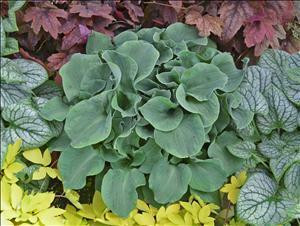 Hosta CHURCH MOUSE shipped from Grower to your door
