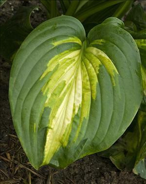 Hosta HEAT WAVE shipped from Grower to your door