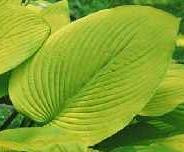 Hosta KEY WEST shipped from Grower to your door