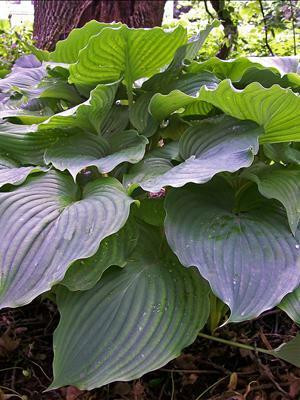 Hosta KOMODO DRAGON shipped from Grower to your door