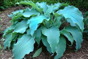 Hosta NEPTUNE shipped from Grower to your door