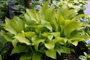 Hosta SUN POWER | Perennial Plant Sale | Bloomin Designs Nursery