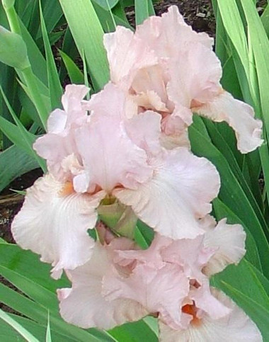 Iris 'Pink Attraction' shipped from Grower to your door
