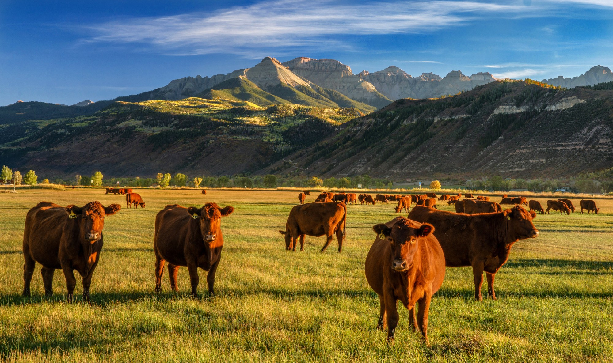 Montana Ranch and Cattle Company Since 1836, Grass-fed Beef