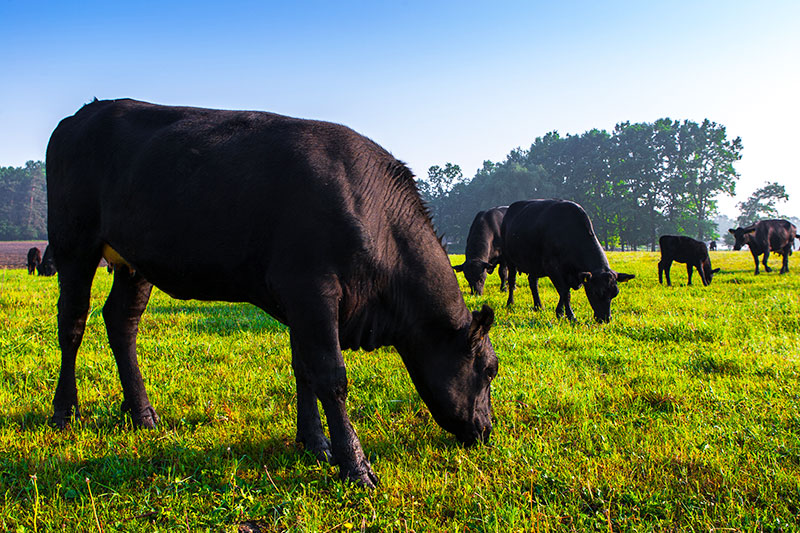 The Incredible Taste of Montana Ranch and Cattle Co.'s Grass-Fed Beef ...