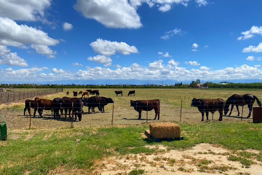 More Than Just Beef: How Montana Ranch and Cattle Is Southern ...