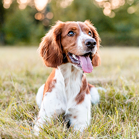 Why I should consider using an e-collar to prepare for the dog park ...