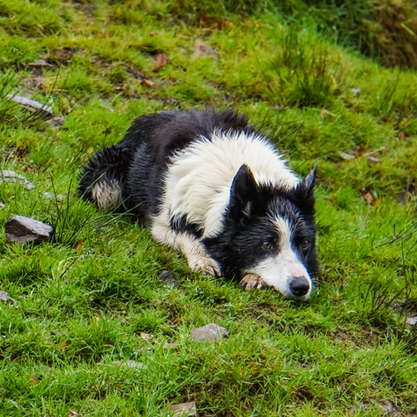 Why buying an artificial whistle will help you train your dog ...