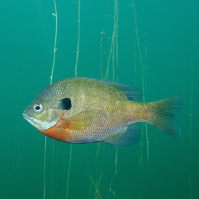 Why do koi have barbels? - The Pond Guy