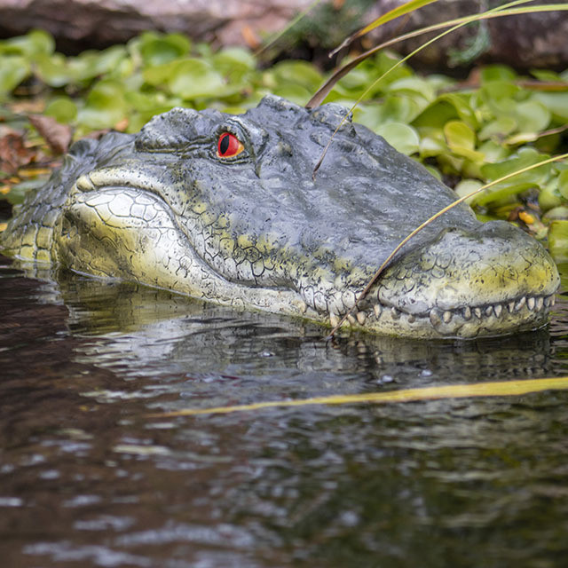Freshwater Frogs of North America - The Pond Guy