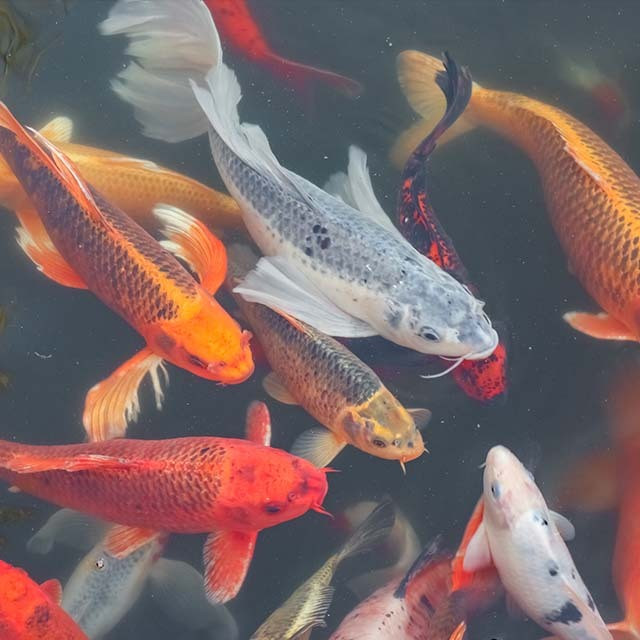 How to Build a Koi Pond for Beginners - The Pond Guy