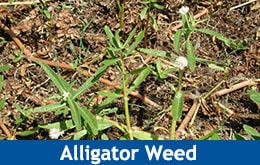 Pond Weed Identification | Pond Weed Types | The Pond Guy
