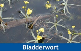 Pond Weed Identification | Pond Weed Types | The Pond Guy