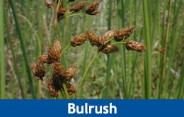 Pond Weed Identification | Pond Weed Types | The Pond Guy