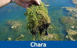 Pond Weed Identification | Pond Weed Types | The Pond Guy