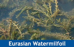 Pond Weed Identification | Pond Weed Types | The Pond Guy