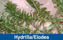 Pond Weed Identification | Pond Weed Types | The Pond Guy