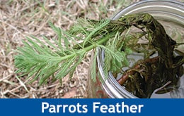 Pond Weed Identification | Pond Weed Types | The Pond Guy