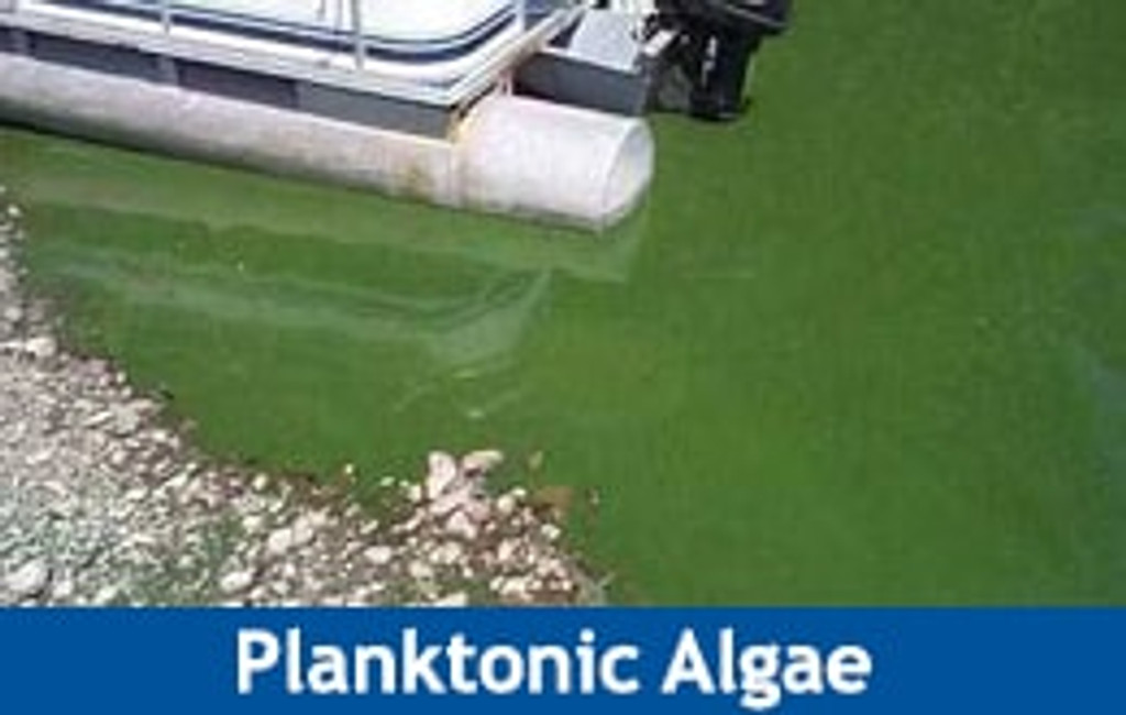 Pond Weed Identification | Pond Weed Types | The Pond Guy