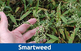 Pond Weed Identification | Pond Weed Types | The Pond Guy