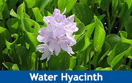 Pond Weed Identification | Pond Weed Types | The Pond Guy