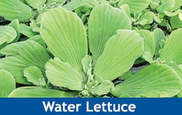 Pond Weed Identification | Pond Weed Types | The Pond Guy