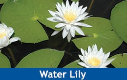 Pond Weed Identification | Pond Weed Types | The Pond Guy