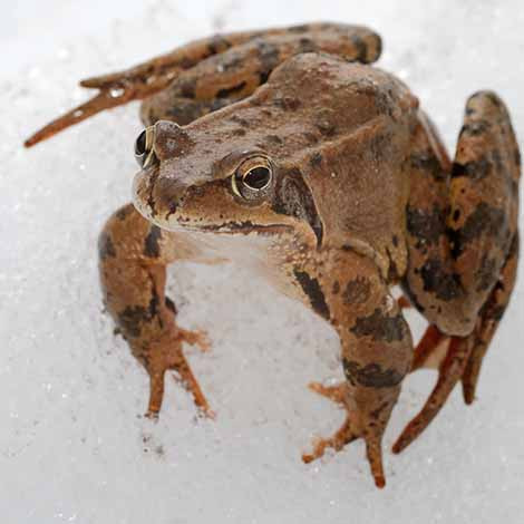 Protecting Frogs for Winter - The Pond Guy