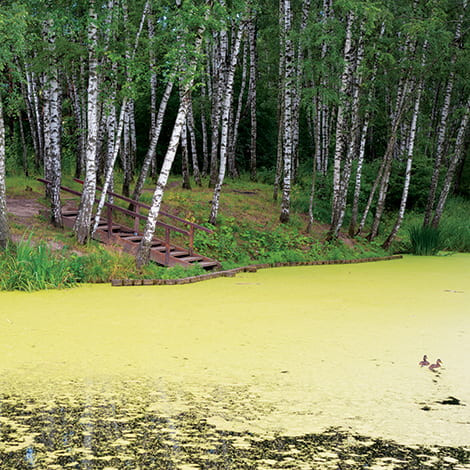 Treat & Control Duckweed - The Pond Guy