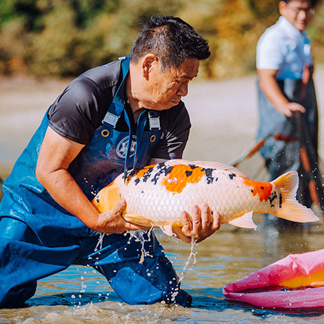 What Is The Most Expensive Koi Fish? - The Pond Guy